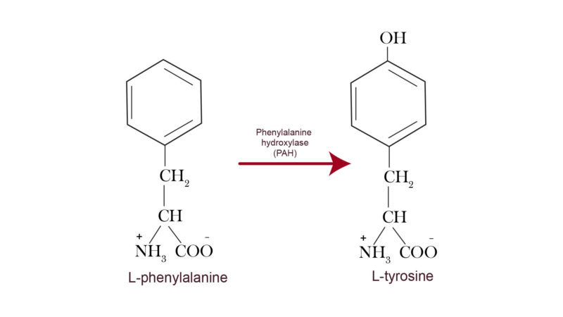 Phenylketonuria (PKU) – Causes, Symptoms, Diagnosis – NutritionFact.in