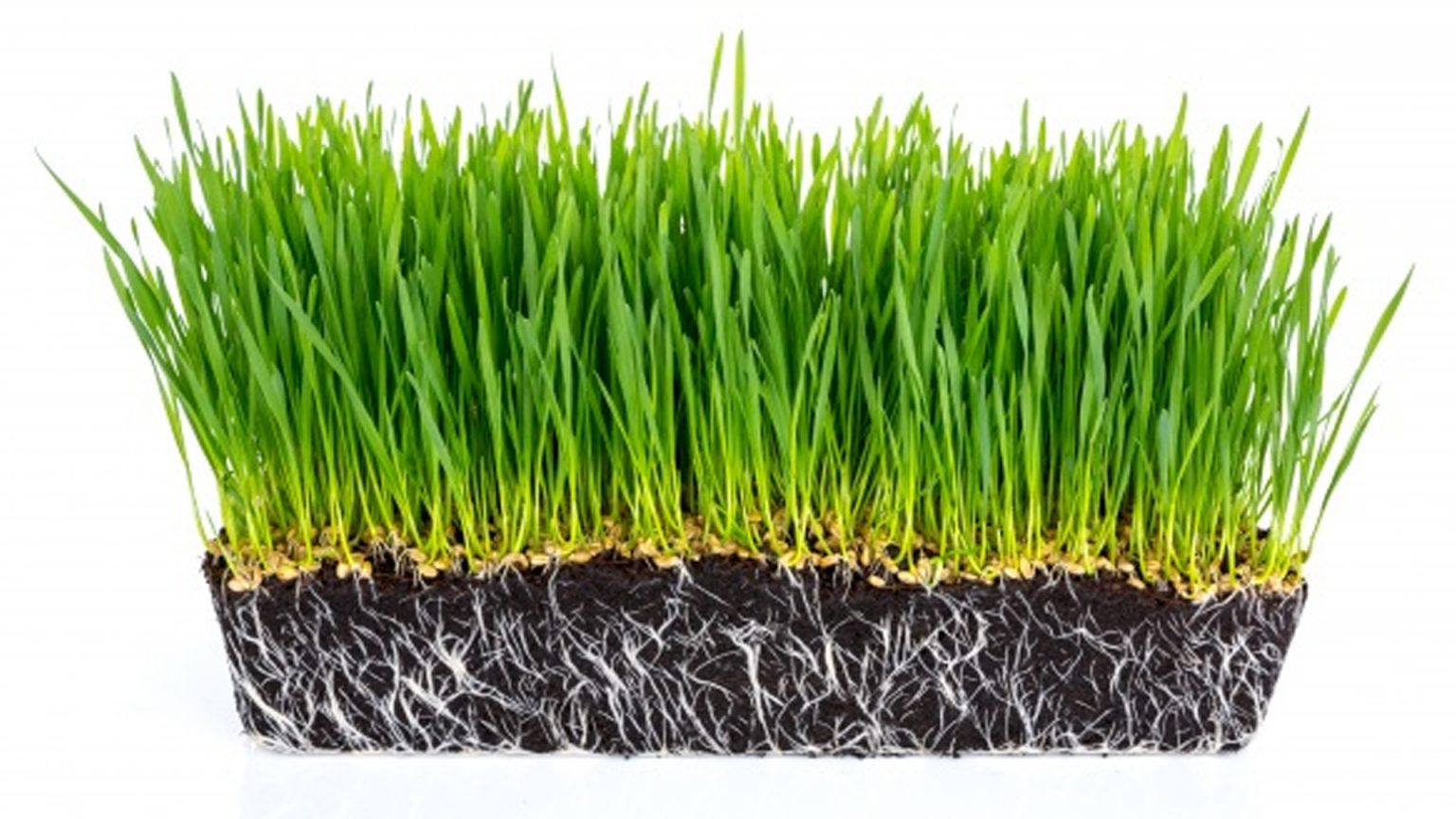 Wheat Grass Nutritional Importance And Green Blood Therapy ...