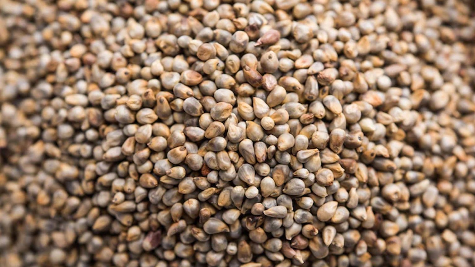 Bajra (Pearl Millet) Nutrition and Health Benefits – NutritionFact.in