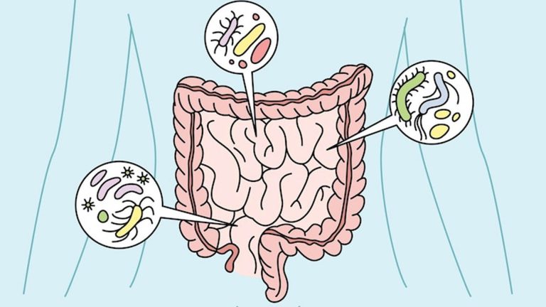 Amoebiasis: Causes, Symptoms, Treatment and prevention – NutritionFact.in