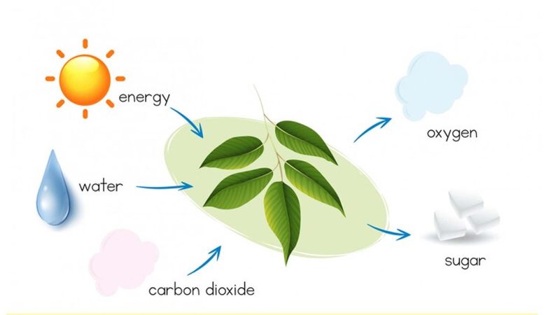 Autotrophic Nutrition Definition Class 10 – NutritionFact.in