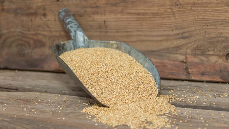 What is the Nutritional Value of Barnyard Millet Per 100g ...