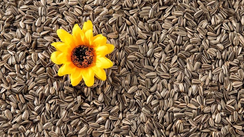 Sunflower Seeds Nutritional Value Per 100g – NutritionFact.in