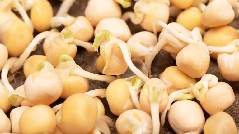 What is the Nutritional Value of Chana Sprouts per 100g? – NutritionFact.in