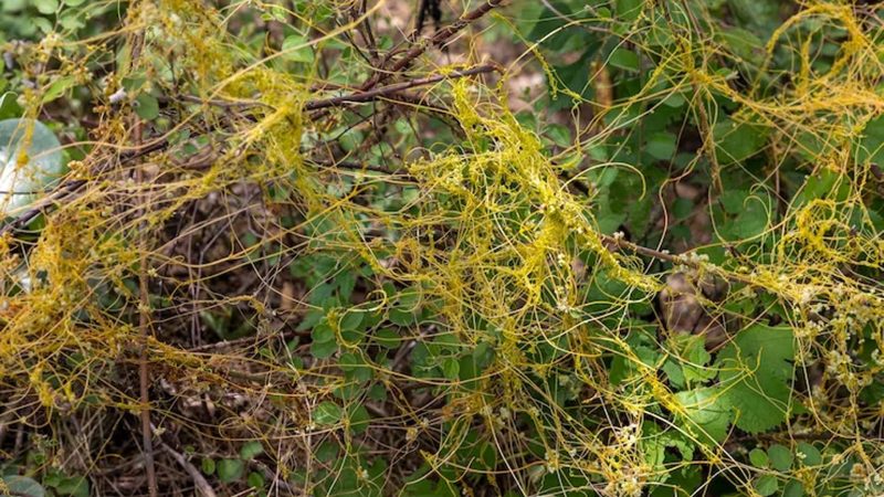 What is the Mode of Nutrition in Cuscuta? – NutritionFact.in