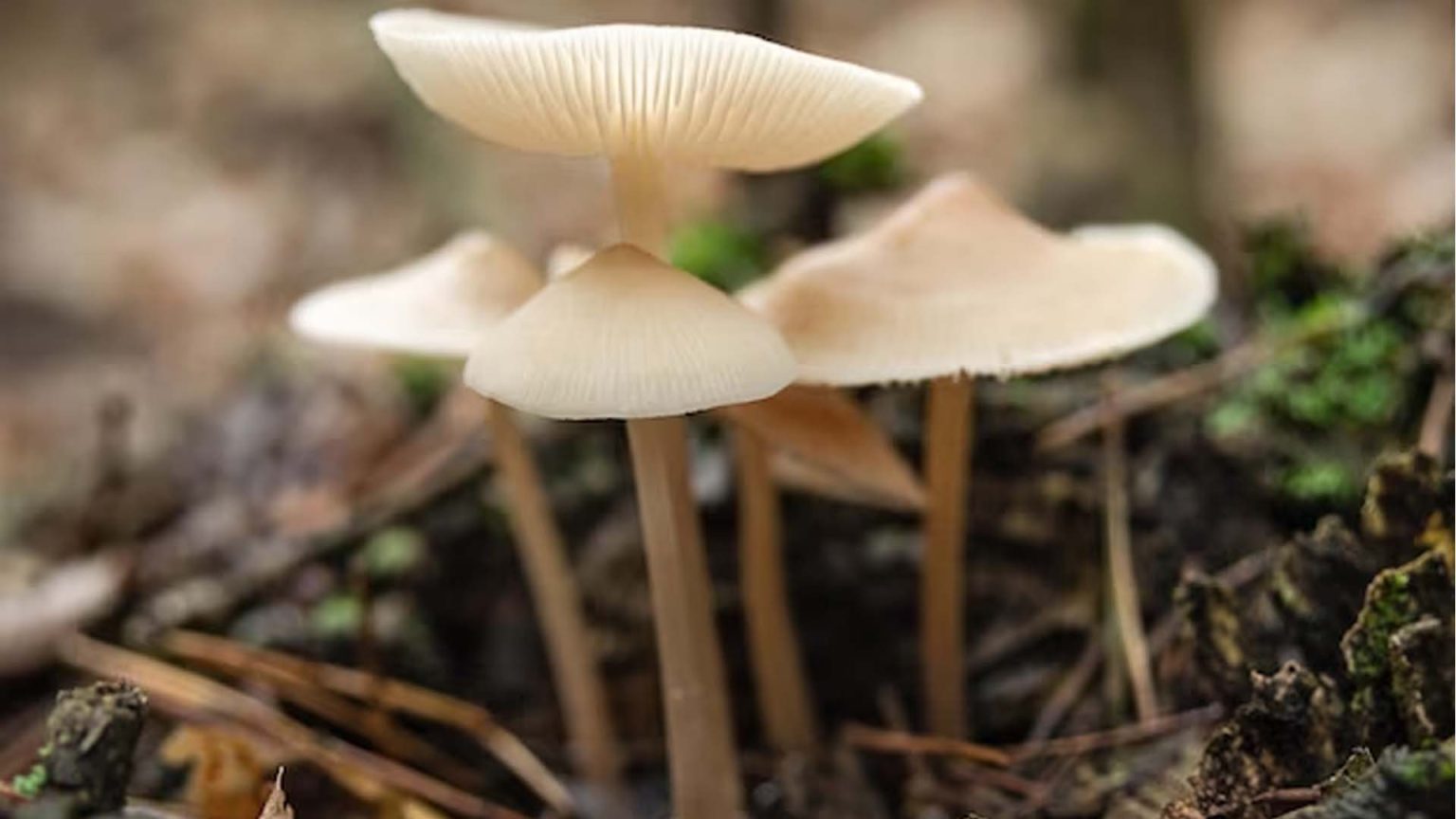 What do You Mean by Saprophytic Nutrition? – NutritionFact.in