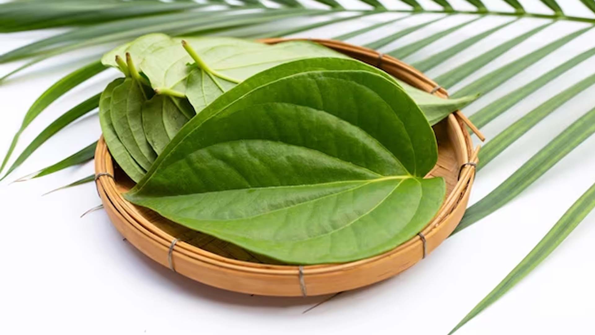 What Is Betel Leaf Nutritional Value NutritionFact in