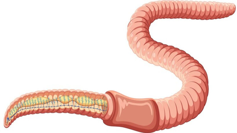 What are the Symptoms of a Tapeworm Infection? – NutritionFact.in