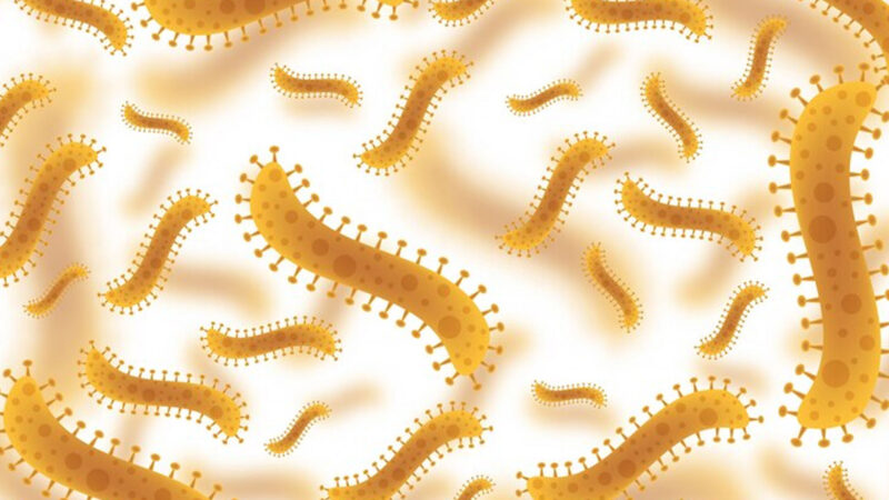 What are the Symptoms of Intestinal Worms? – NutritionFact.in