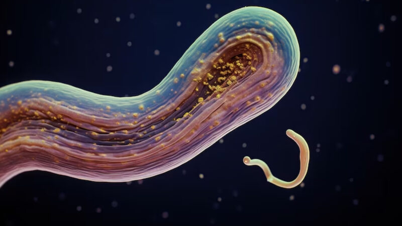 What are the Symptoms of Hookworm? – NutritionFact.in